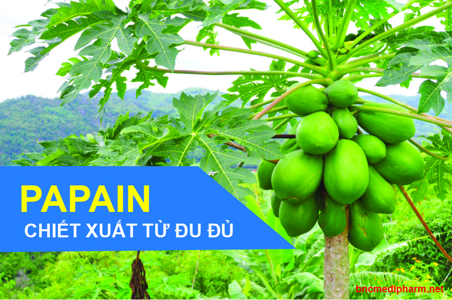 Enzyme papain chiết xuất từ đu đủ có tác dụng gì với sức khỏe? - BNC ...